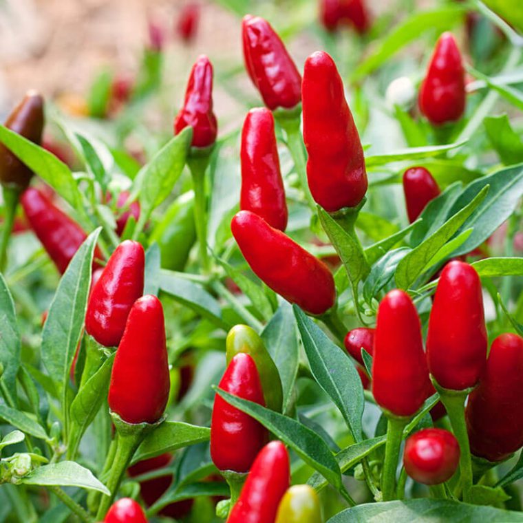 Aseptic Chili Puree Benefits for Industrial Food Manufacturers