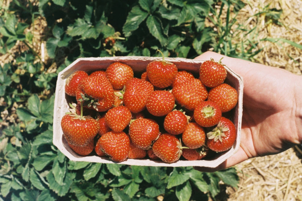 Discover Al Fursan's Premium Egyptian Strawberry Puree